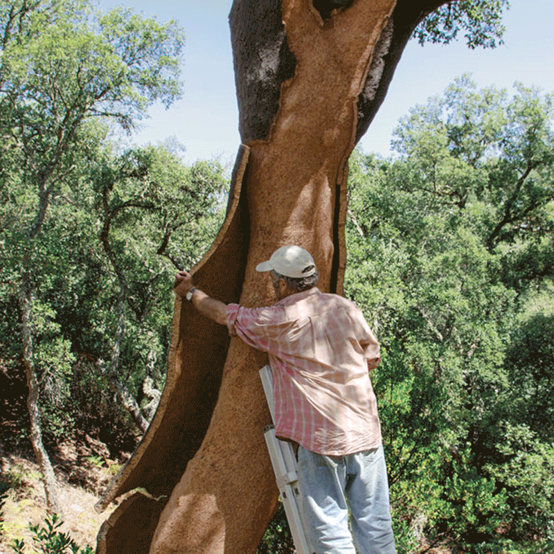 Corporate Responsibility, Ethics & Sustainability | Corkor.com